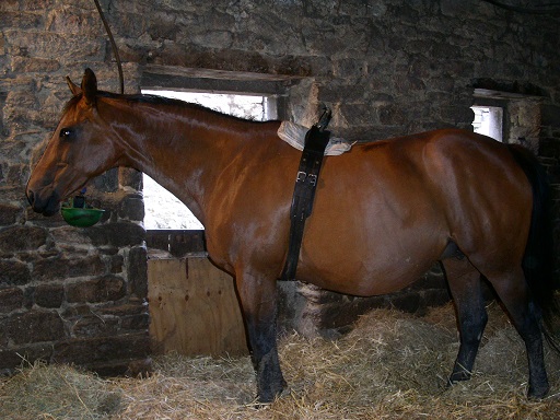 Le poulinage de votre jument en Finistère près de Quimper
