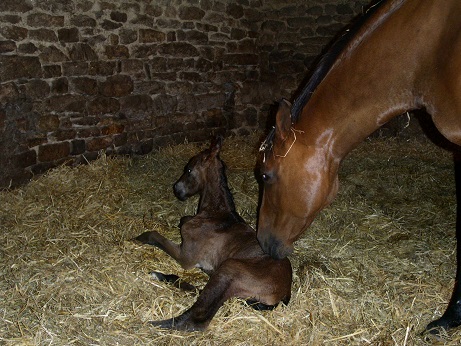 Le poulinage de votre jument en Finistère près de Quimper